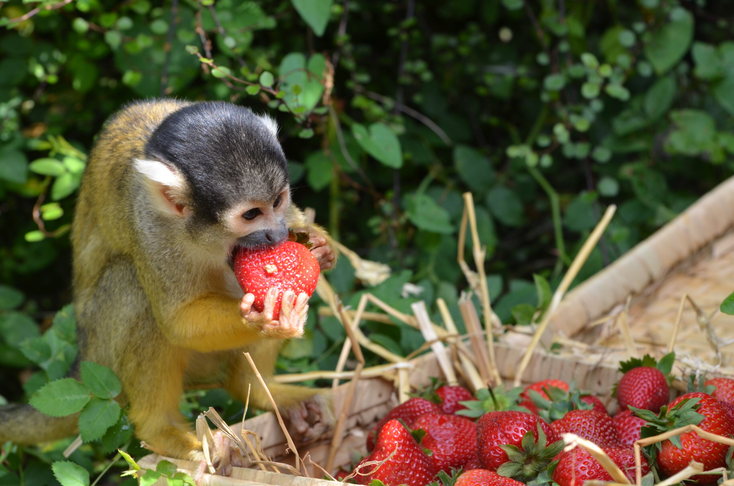 Feeding time at the zoo