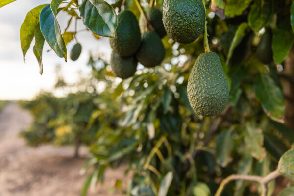 Mission in full control