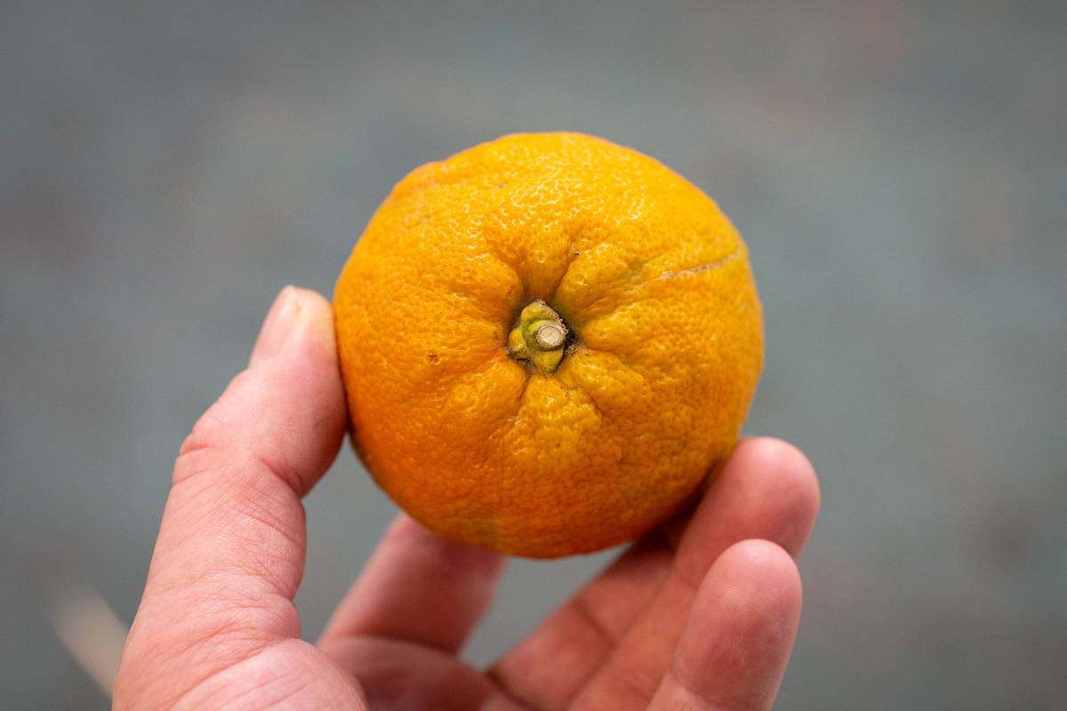 Fruit and Veg in Season for January 2026 - New Covent Garden Market